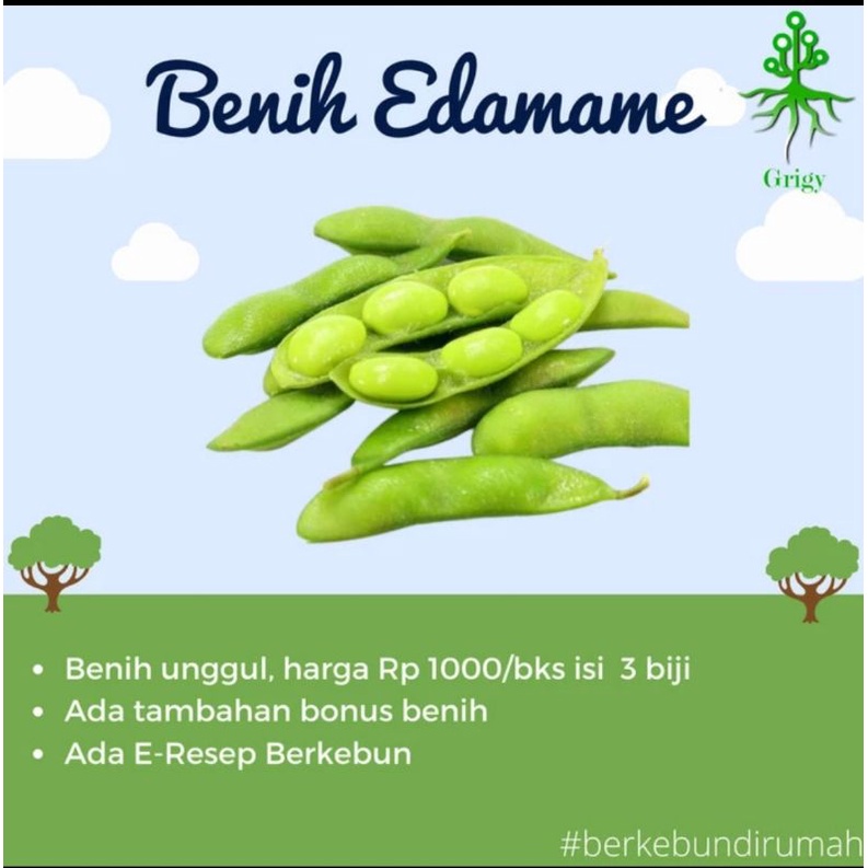 Jual BENIH EDAMAME / BIBIT EDAMAME / BENIH KEDELAI JEPANG | Shopee ...