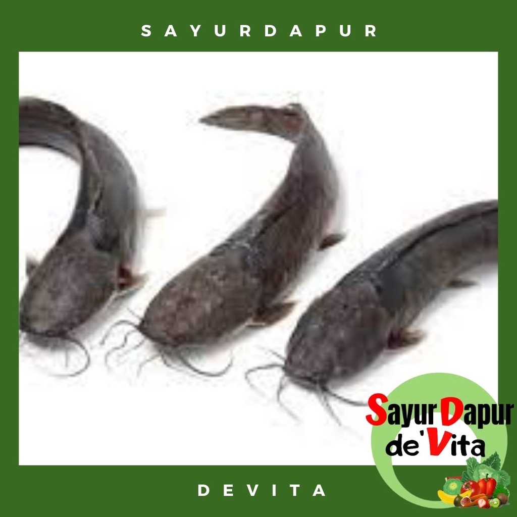 Jual Ikan Lele Segar, Bersih, 500gr | Shopee Indonesia