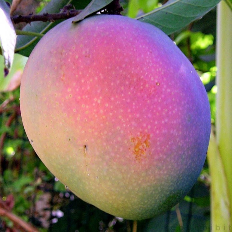 Jual Bibit Tanaman Buah Mangga Emperor | Shopee Indonesia