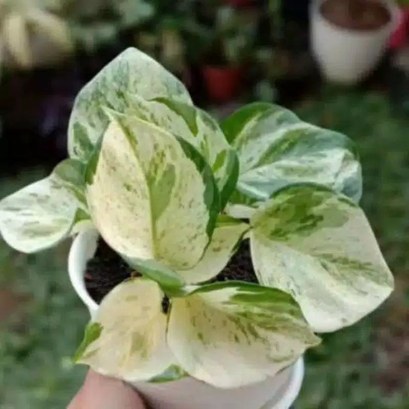 Jual Tanaman Hias Sirih Gading Queen Marble Varigata | Shopee Indonesia