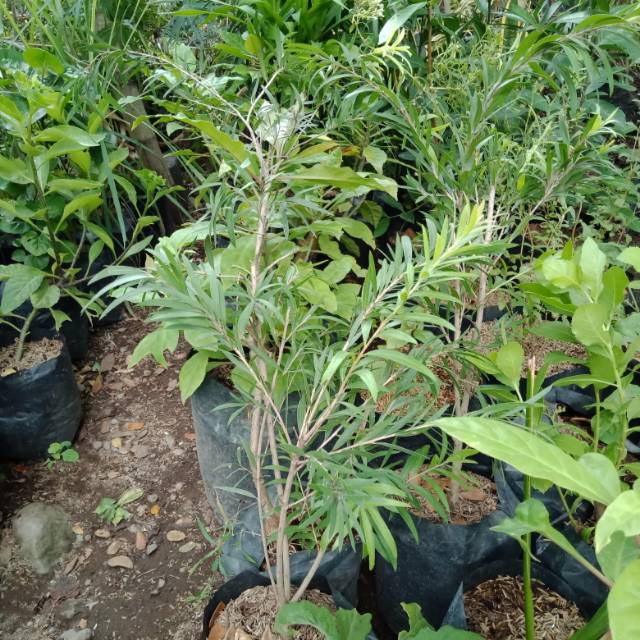 Jual Bibit tanaman kayu putih | Shopee Indonesia