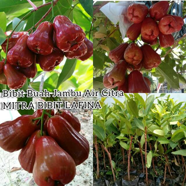 Jual Bibit Jambu Air Citra Manis (LAFINA) | Shopee Indonesia