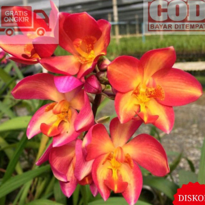 Jual Tanaman Hias Anggrek Tanah Bunga Merah | Shopee Indonesia