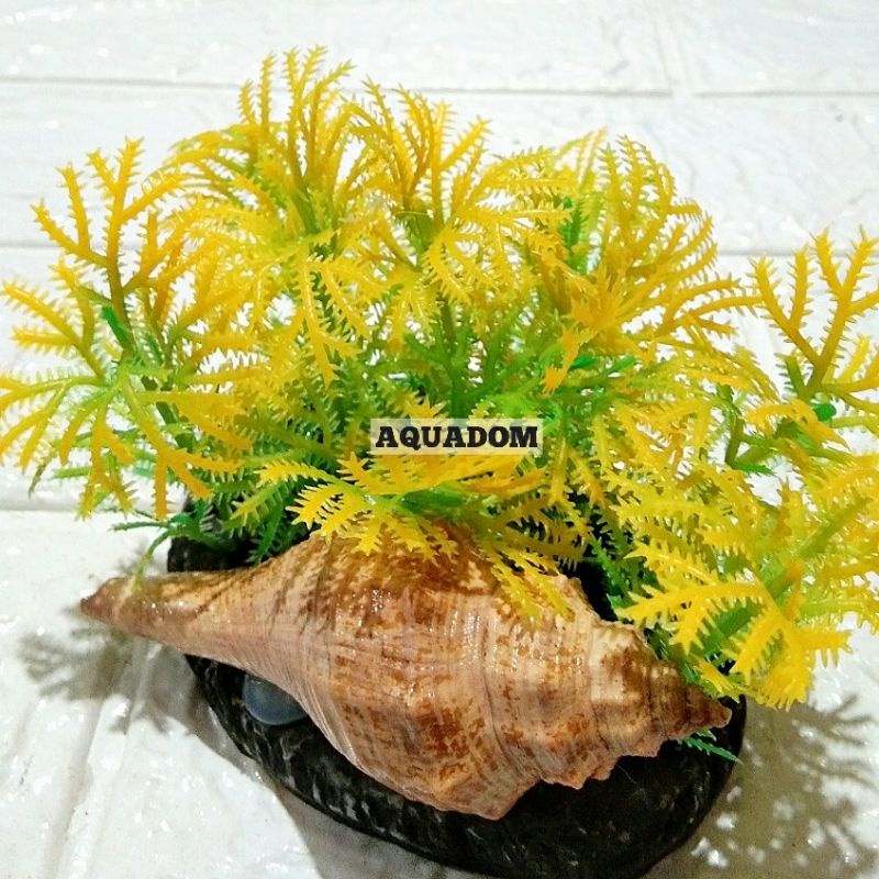Jual HIASAN AQUARIUM TANAMAN RUMPUT ORNAMEN BATU DAN KERANG LAUT ASLI ...