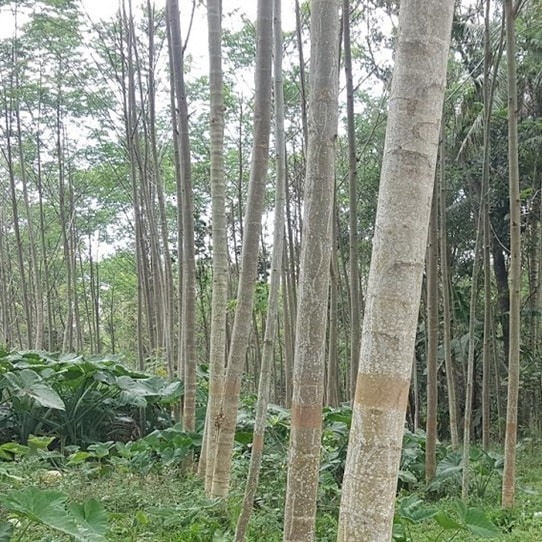 Jual Victory Seed Bibit Benih Sengon Merah (Isi 50 Biji) | Shopee Indonesia