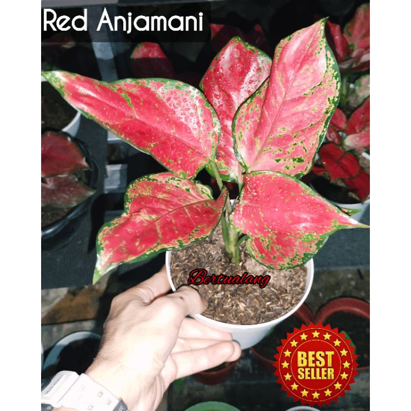 Jual AGLAONEMA RED ANJAMANI DEWASA RIMBUN Murah 10 - 11Daun AGLONEMA ...