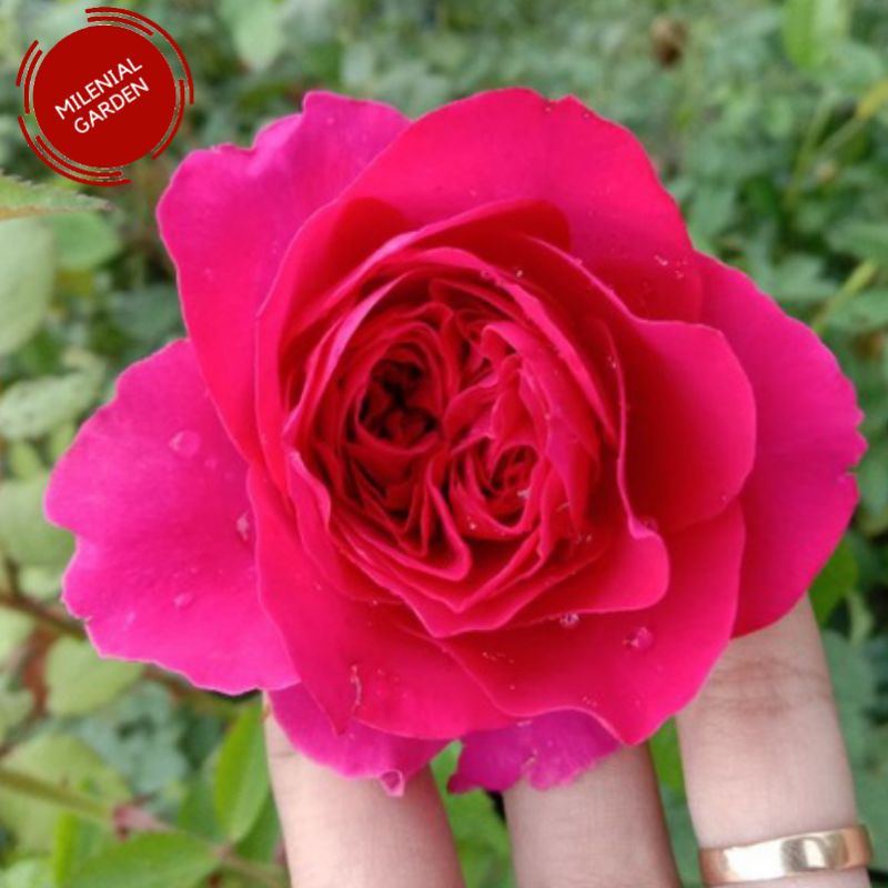 Jual Kate rose tanaman hias mawar import | Shopee Indonesia