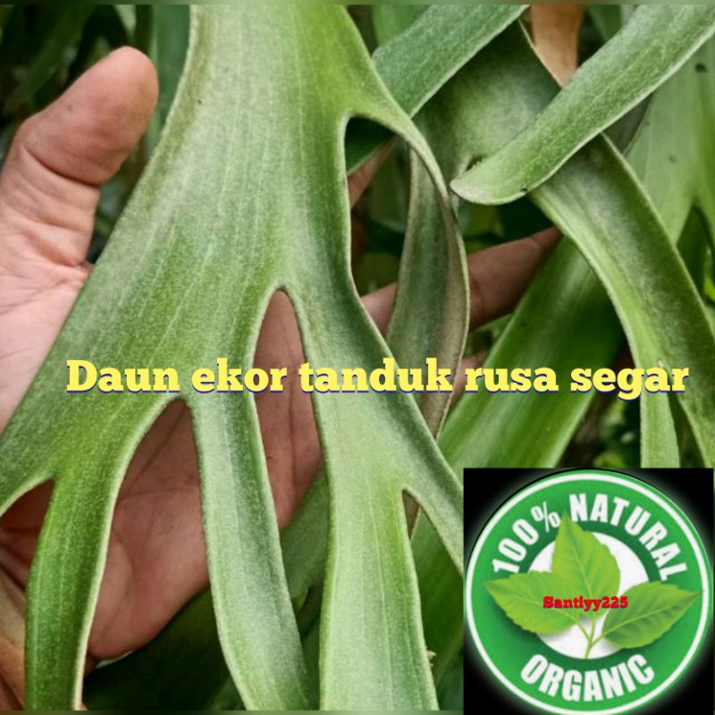 Jual Herbal Daun Tanduk Rusa Segar | Shopee Indonesia