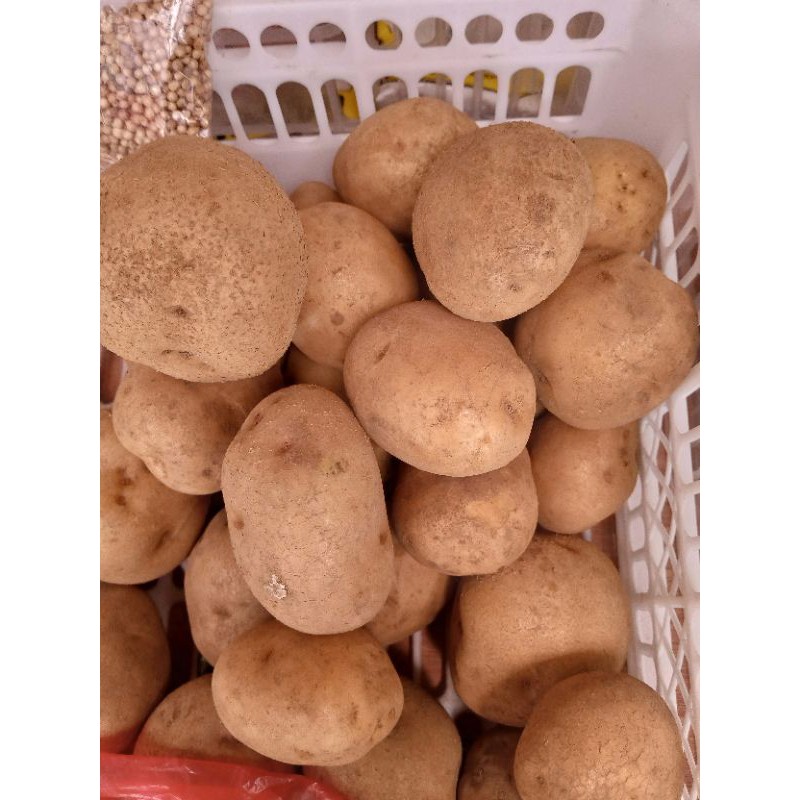 Jual kentang ukuran sedang | Shopee Indonesia