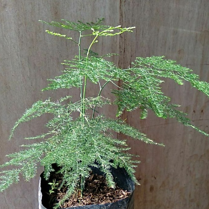 Jual Tanaman hias Bunga Bambu Asparagus | Shopee Indonesia