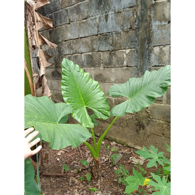 Jual keladi sente hijau talas tinggi bisa mencapai sekitar 2 meter ...