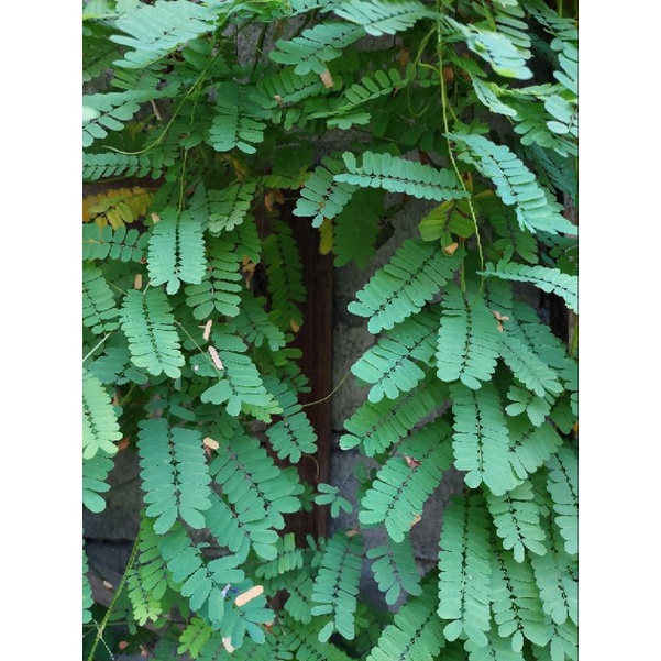 Jual daun saga telik obat batuk alami | Shopee Indonesia