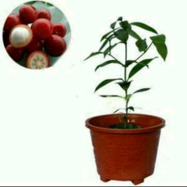 Jual Bibit buah manggis merah (mundar) | Shopee Indonesia