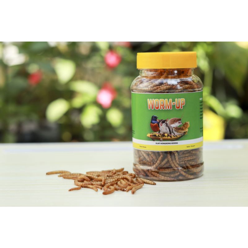 Jual WORM-UP Ulat Hongkong Kering premium (50 gram) | Shopee Indonesia