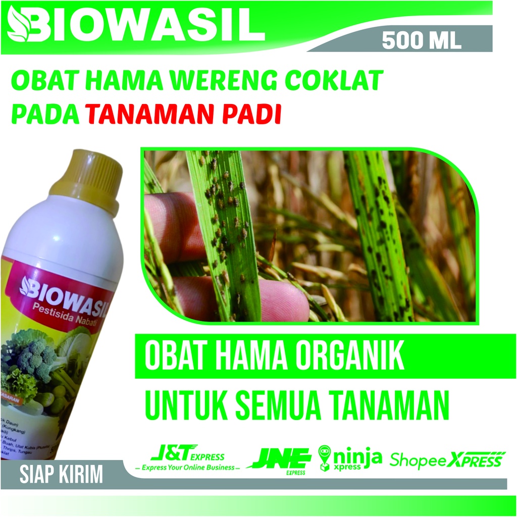 Jual 500 ML BIOWASIL Pestisida Semprot Basmi Hama Wereng Coklat Pada ...