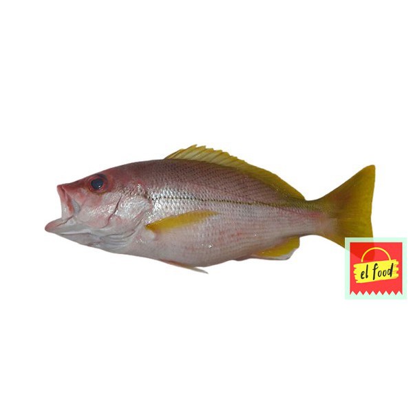 Jual IKAN LAUT SEGAR 1 Kg /ELFOOD/Daging/Seafood/Ikat Laut Segar ...