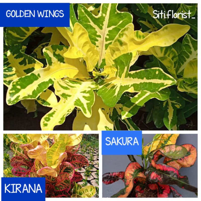 Jual PAKET PURING 3 IN 1 |SAKURA KIRANA GOLDEN WINGS | Shopee Indonesia