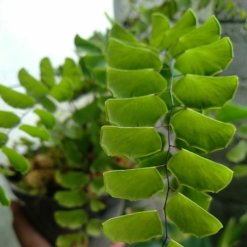 Jual Tanaman Hias Bunga Suplir Sisik Ikan | Shopee Indonesia