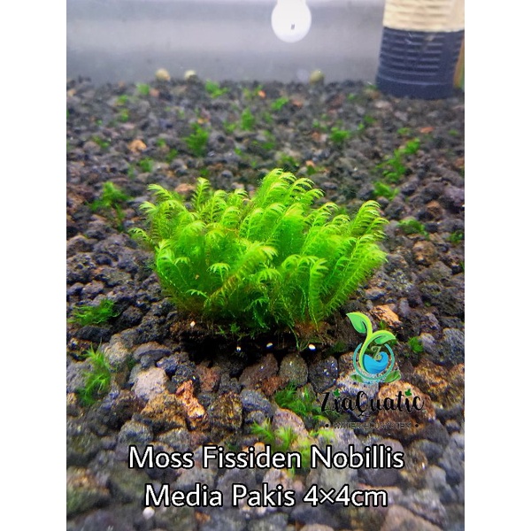 Jual Tanaman Aquarium Aquascape Moss Fissiden Nobillis Media Pakis ...