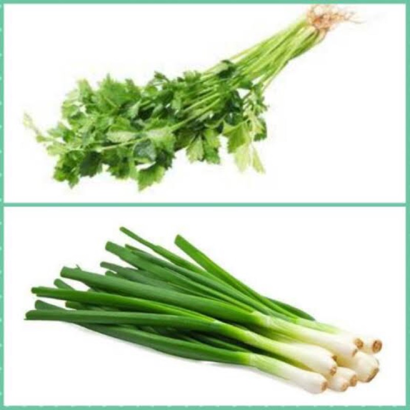 Jual Daun seledri sop/ Daun Bawang (sayuran segar) | Shopee Indonesia