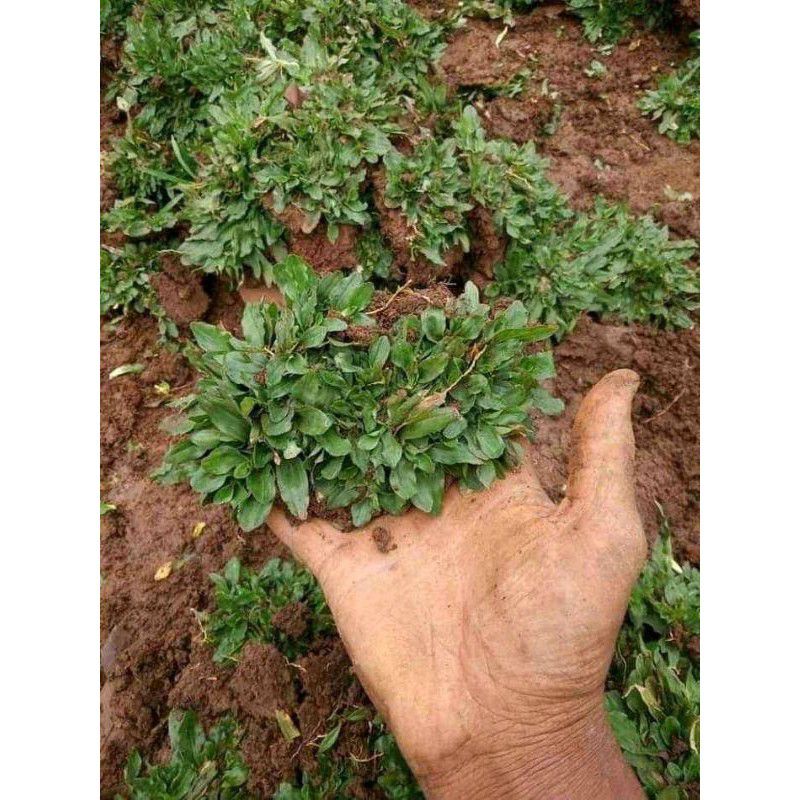 Jual rumput gajah mini per meter, rumput gajah mini terdekat, rumput ...