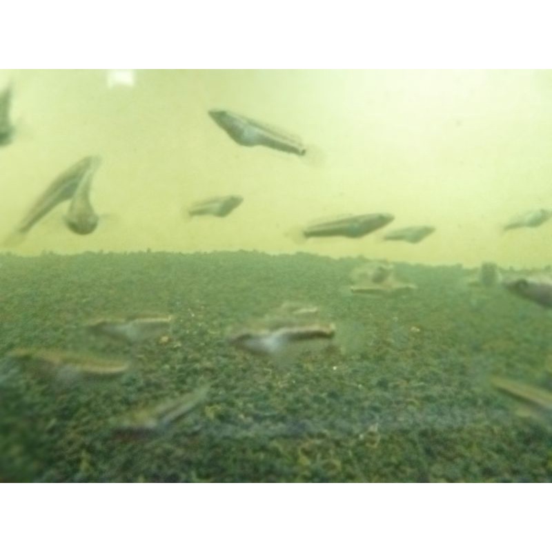 Jual chana blue purcha|||hasil bredingan||makan pelet | Shopee Indonesia