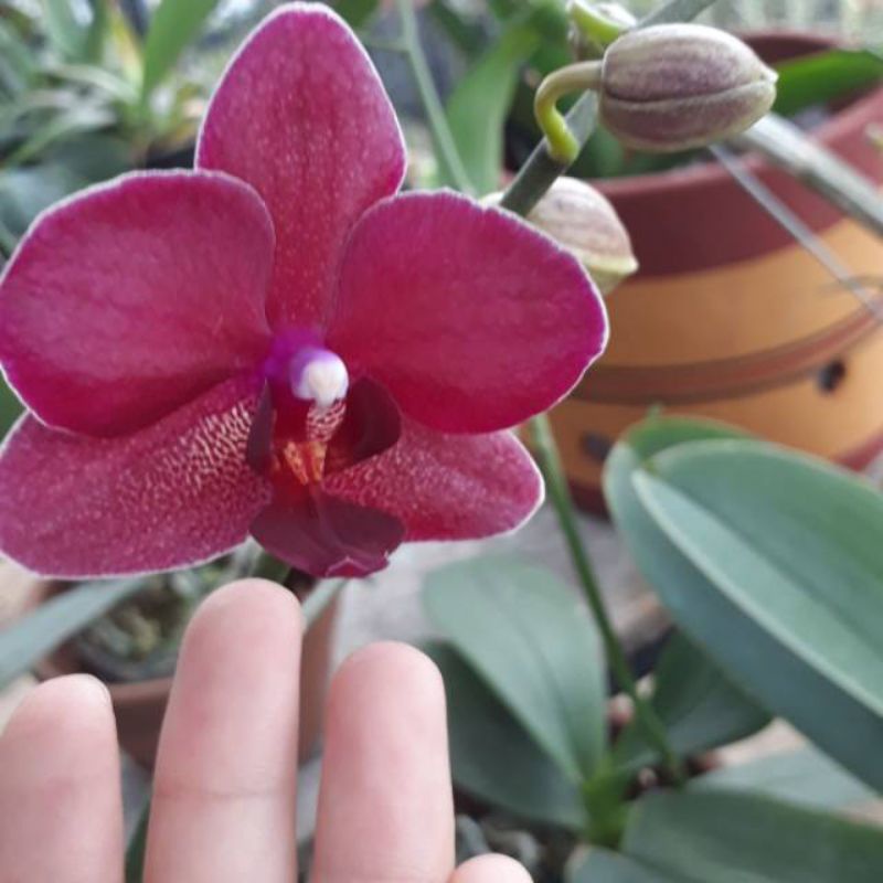 Jual Anggrek bulan Taiwan Mini jenis Koleksi Double Spike dan Knop ...