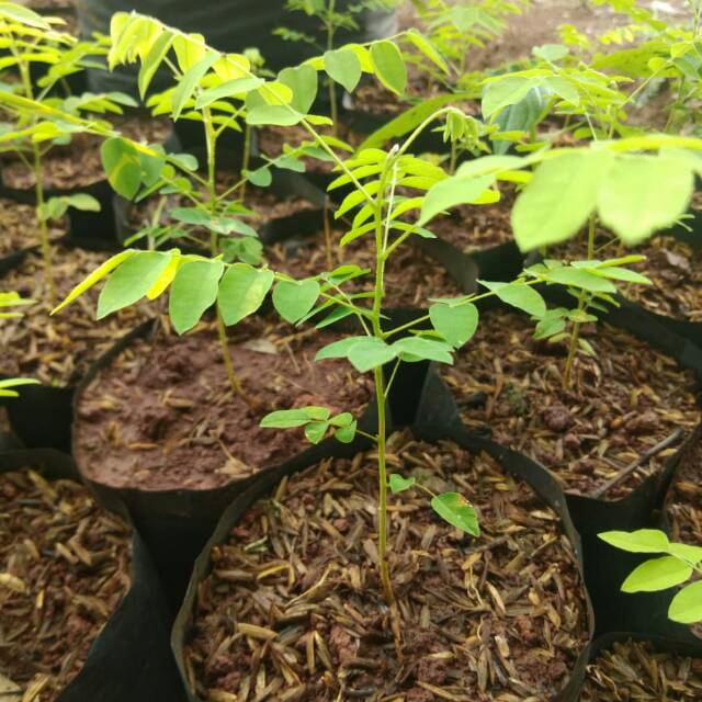 Jual Bibit tanaman belimbing wuluh - belimbing besi | Shopee Indonesia