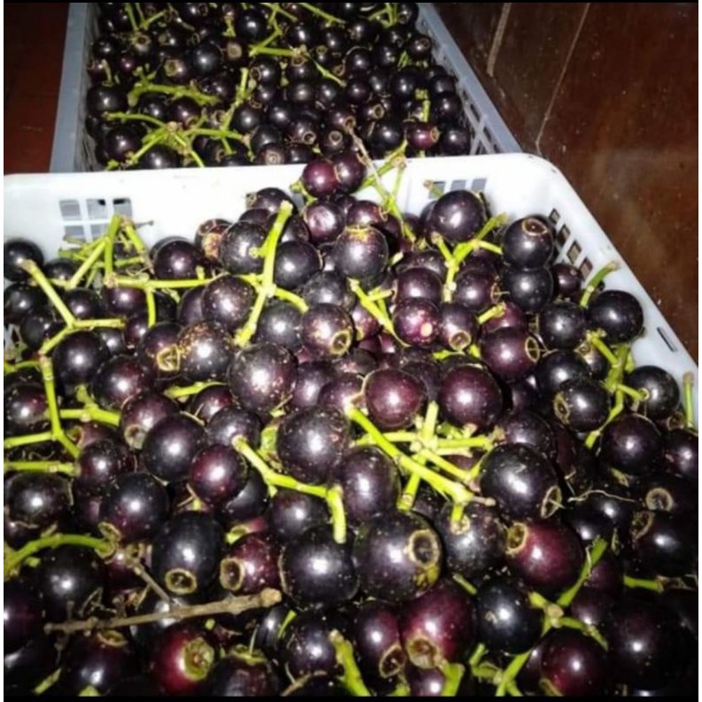 Jual buah gowok kupa segar langka 500gram | Shopee Indonesia