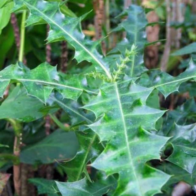Jual Daun Daruju herbal / Acanthus ilicifolius | Shopee Indonesia