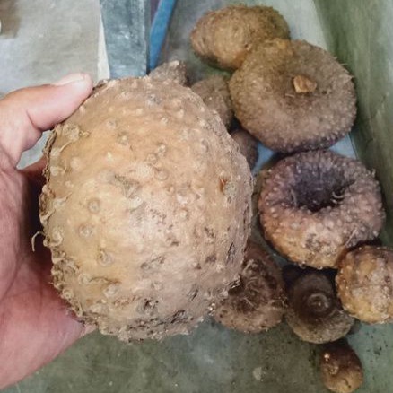 Jual Ubi Suweg Amorphophallus paeoniifolius.1 kg presh | Shopee Indonesia