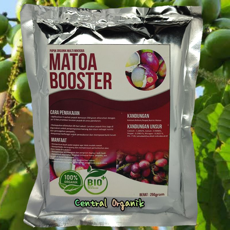 Jual Pupuk Matoa Organik Pelebat dan Booster Buah Matoa Pupuk Matoa Cepat Berbuah Lebat Pupuk ...