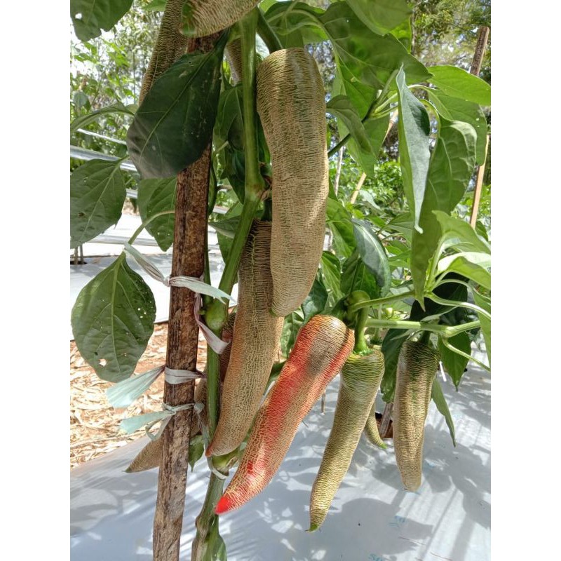 Jual Biji Cabe Unik Vezena Piperka isi 10 butir | Shopee Indonesia