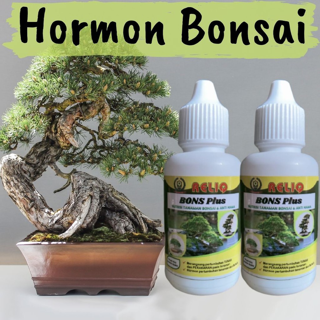 Jual Hormon Tanaman Bonsai, Pupuk Hormon Bonsai Kelapa, Pupuk Bonsai ...