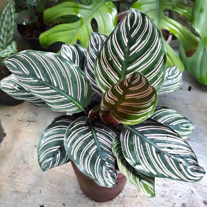 Jual Tanaman Hias Bunga Calathea Batik Warna Cantik Istimewa Cocok ...