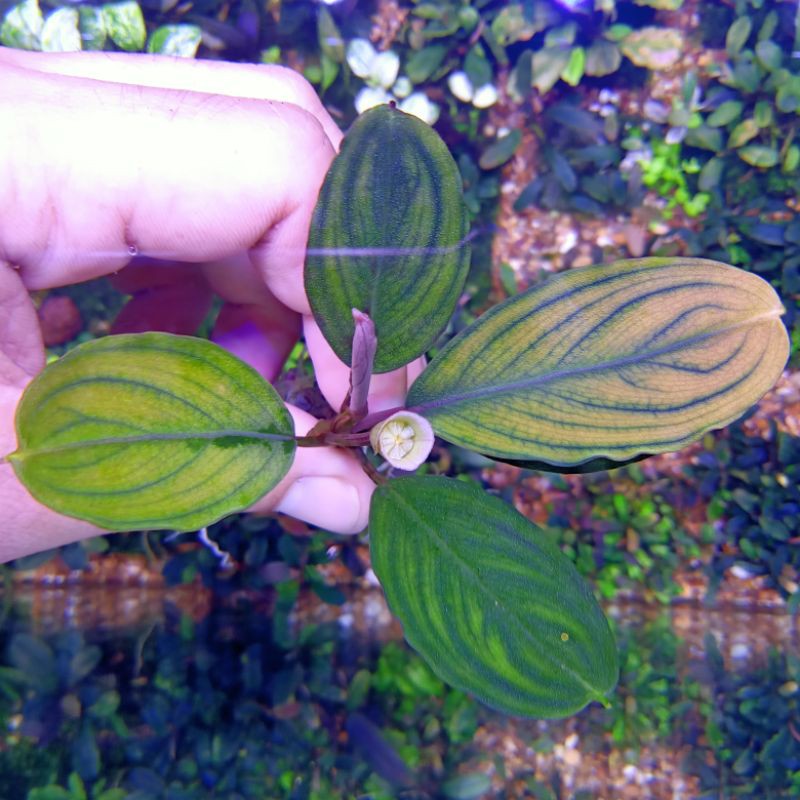 Jual Tanaman aquascape bucephalandra emerald sunrise(rizome) | Shopee ...