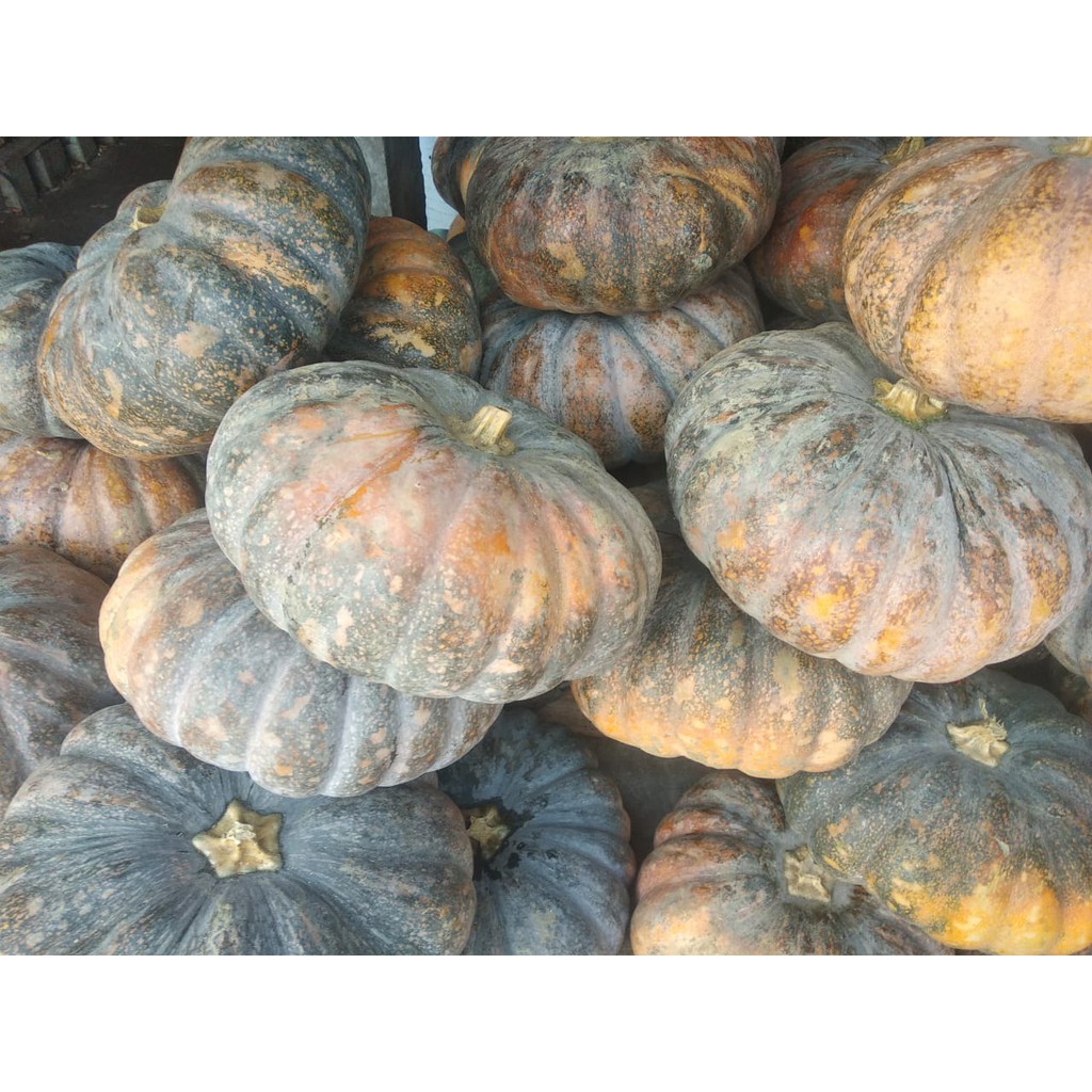 Jual Waluh/ Labu Kuning 1.7-2.2 Kg Waloh untuk Kolak | Shopee Indonesia