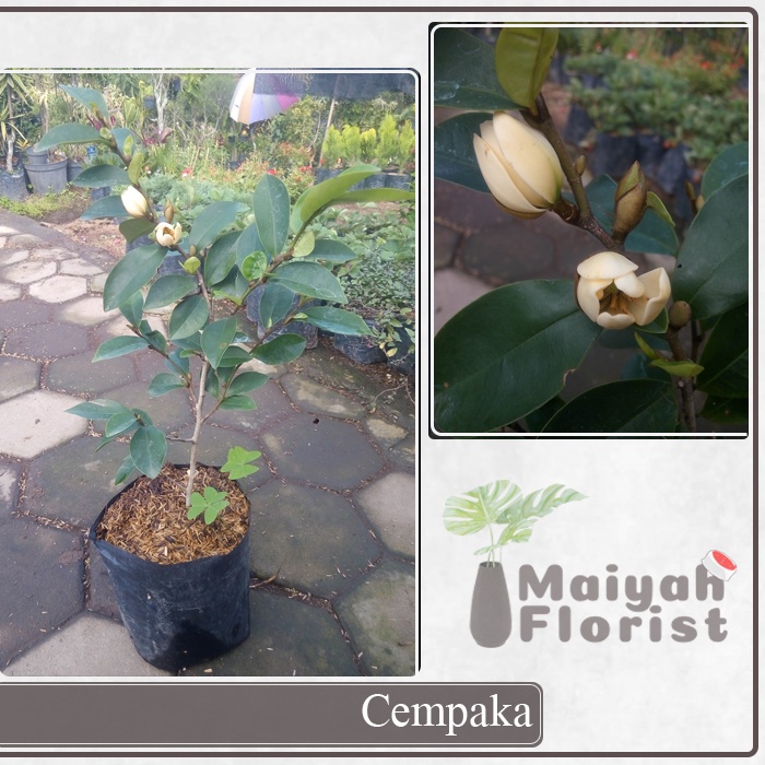 Jual Bunga Cempaka Mulya - Tanaman Bunga | Shopee Indonesia