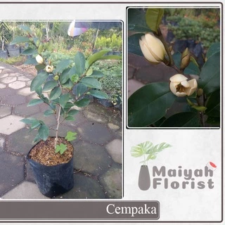 Jual Bunga Cempaka Terlengkap & Harga Terbaru Mei 2024 | Shopee Indonesia