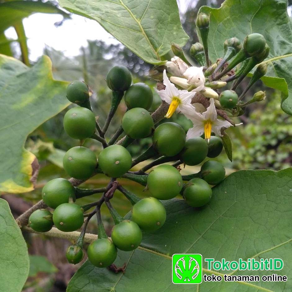 Jual Tanaman Buah Terong Mini ( terong pipit ) | Shopee Indonesia