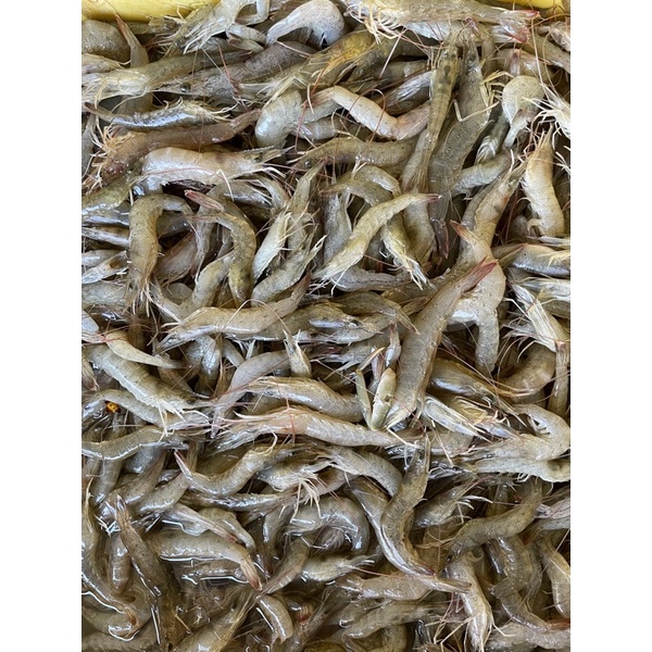 Jual UDANG KECIL FRESH SEGAR | Shopee Indonesia