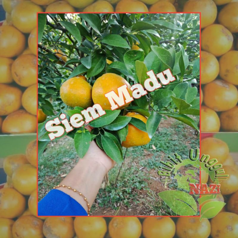 Jual Bibit jeruk siem madu bisa berbuah dalam pot (tabulampot) | Shopee Indonesia