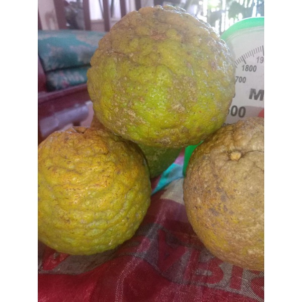 Jual Asam sunde / asam junga | Shopee Indonesia