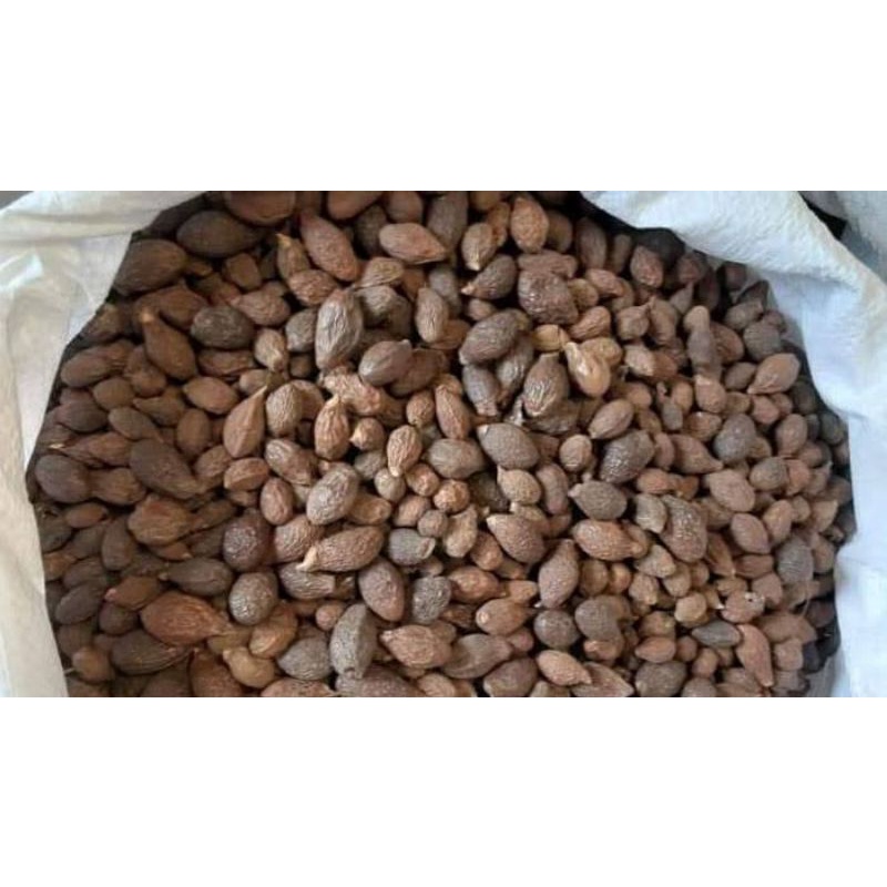 Jual 3 biji tempayang kering || Kembang semangkok || Kacang malva ...