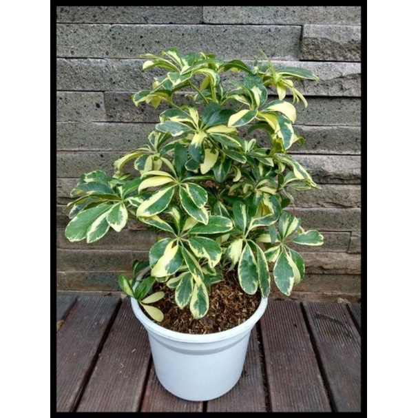 Jual Tanaman hias walisongo varigata / tanaman indoor varigata | Shopee ...