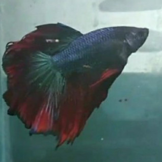 Jual ikan cupang hm. (beli 1 dapet 2 ikan HM) | Shopee Indonesia