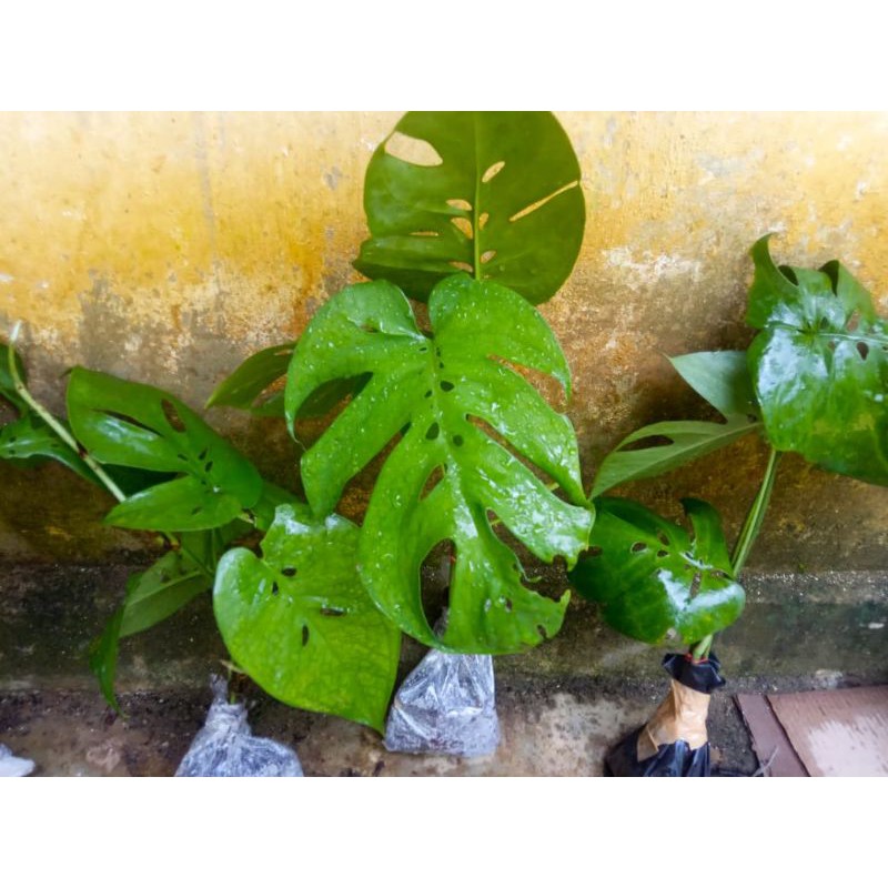 Jual BUNGA MONSTERA | Shopee Indonesia