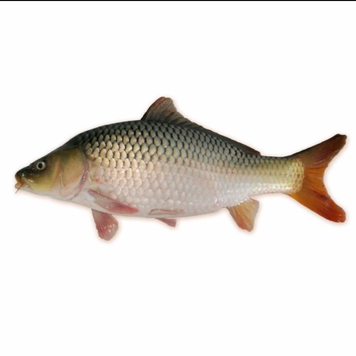 Jual IKAN MAS SEGAR - 1kg | Shopee Indonesia