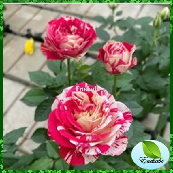 Jual Biji Mawar Langka Bibit Bunga Mawar Benih Bunga Rose Langka Per ...