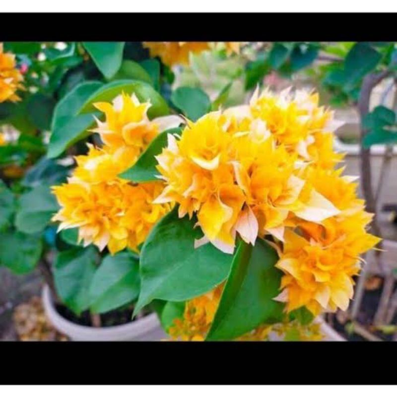 Jual bibit bunga bougenville kuning tumpuk kriwul asli sudah hidup ...